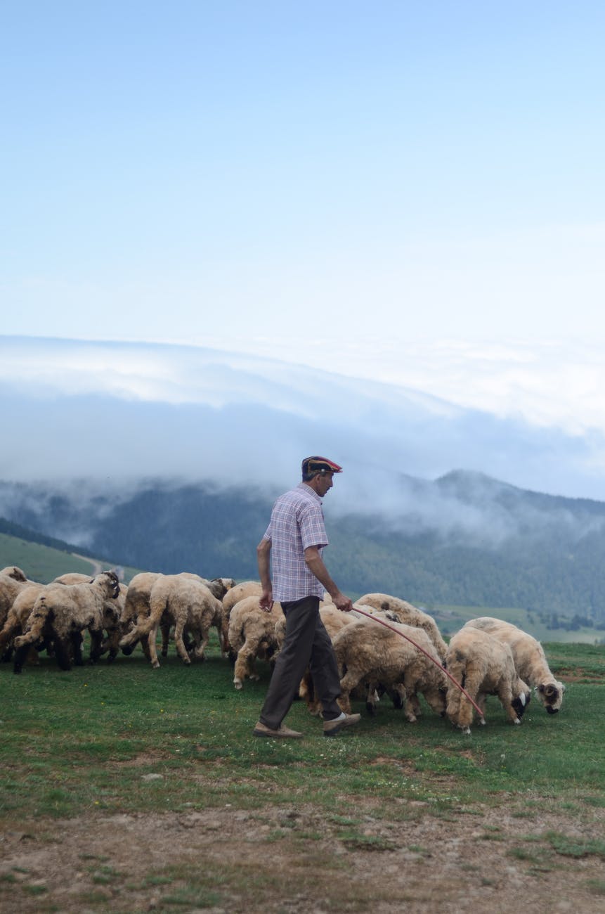 Banc: Ciobanul si oile