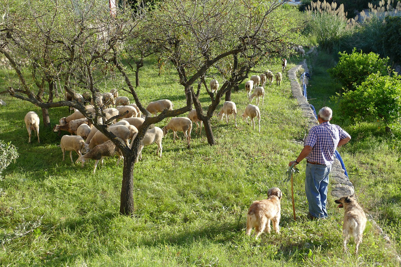 Banc: Cele mai tari 10 bancuri cu ARDELENI