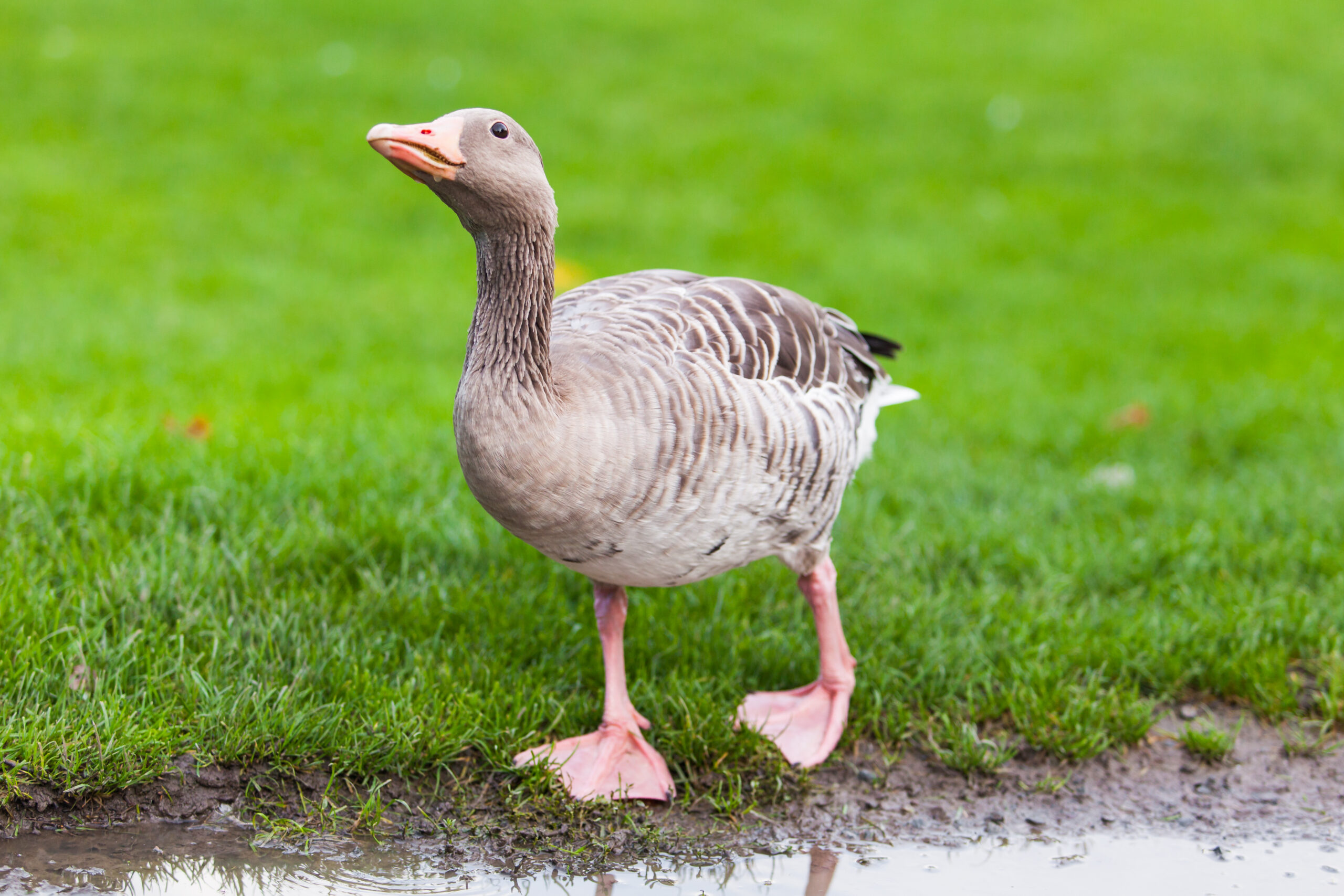 Banc: O gâscă într-un bar: Aveți mămăligă? întreabă gâsca
