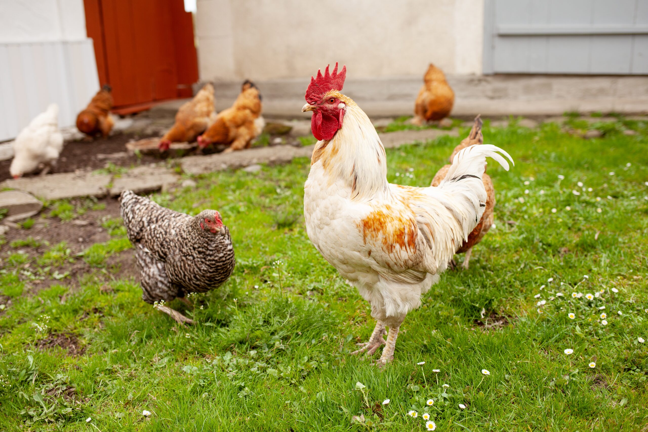 Banc: Întrebare: – Cum oprești un cocoș să cânte luni dimineața?