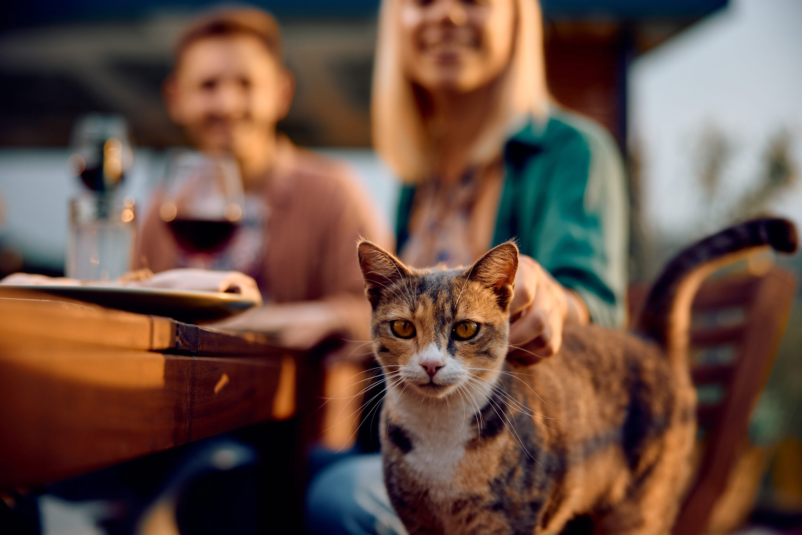 Banc: O pisică talentată îl uimește pe chelner